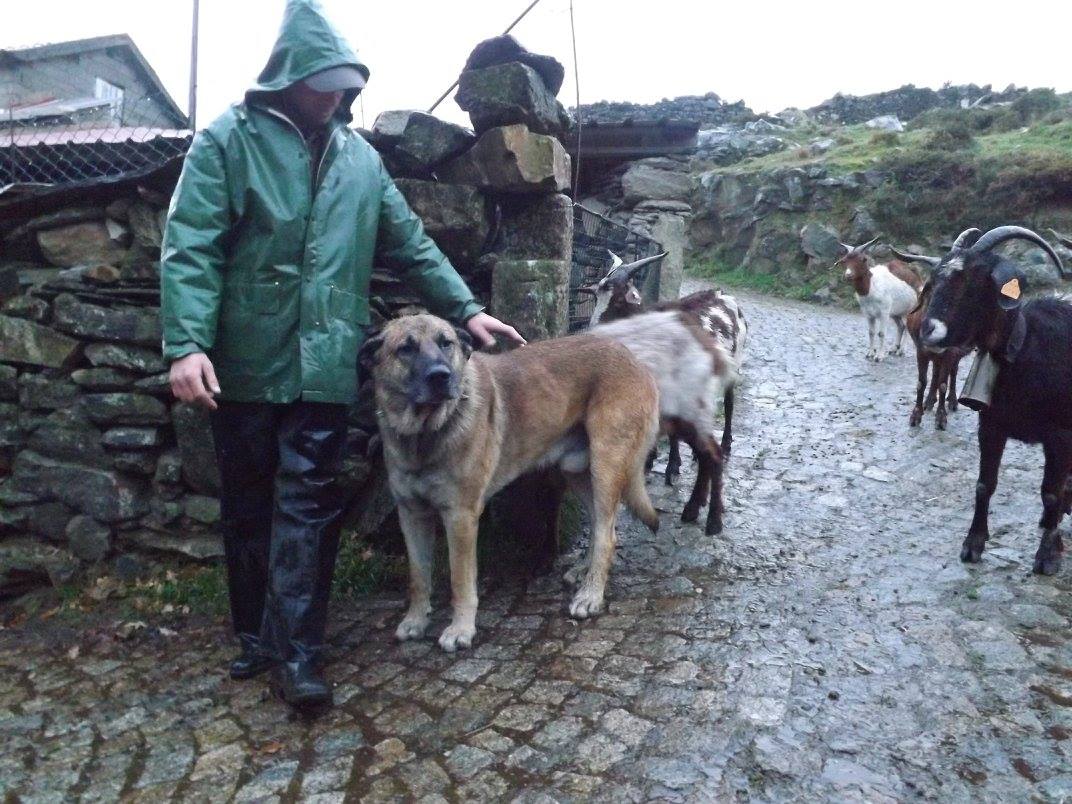 Livestock Guardian Dogs vs Herding Dog Breeds: Key Difference