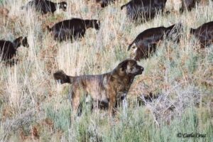 Livestock Guardian Dog Breeds in the United States (With Pictures)