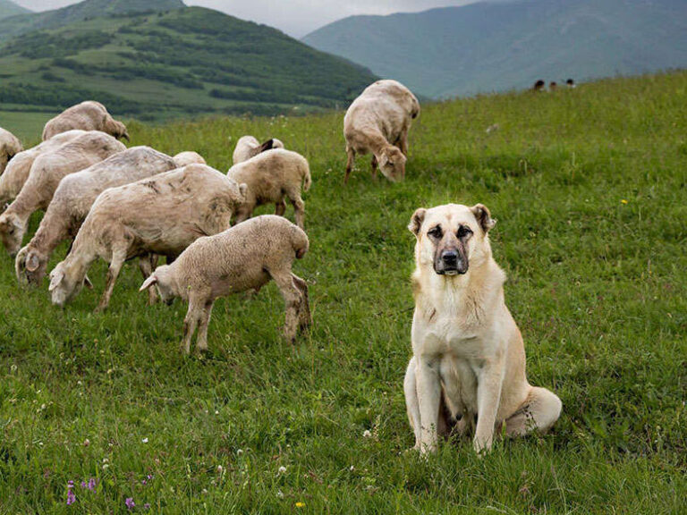 Livestock Guardian Dog Breeds in the United States (With Pictures)