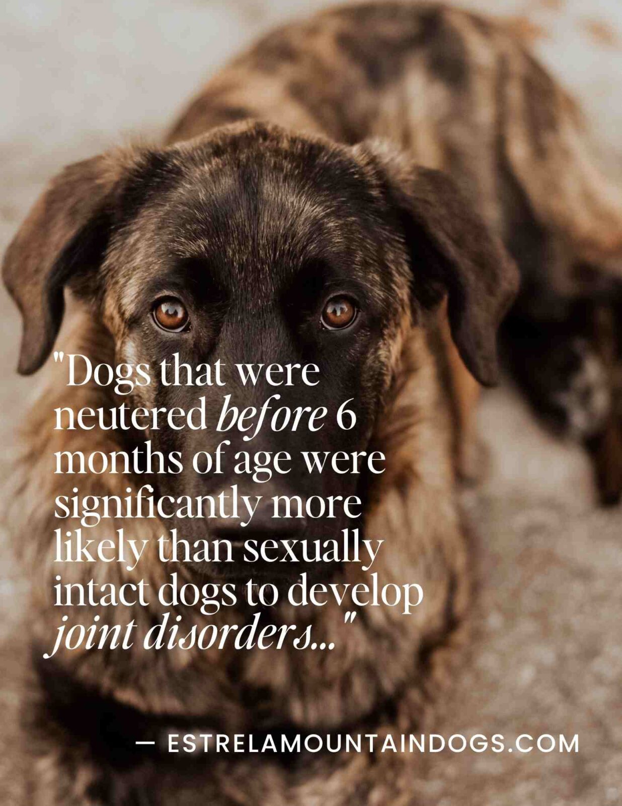 Early Neutering Risks for Giant Breed Dogs & Benefits of Waiting