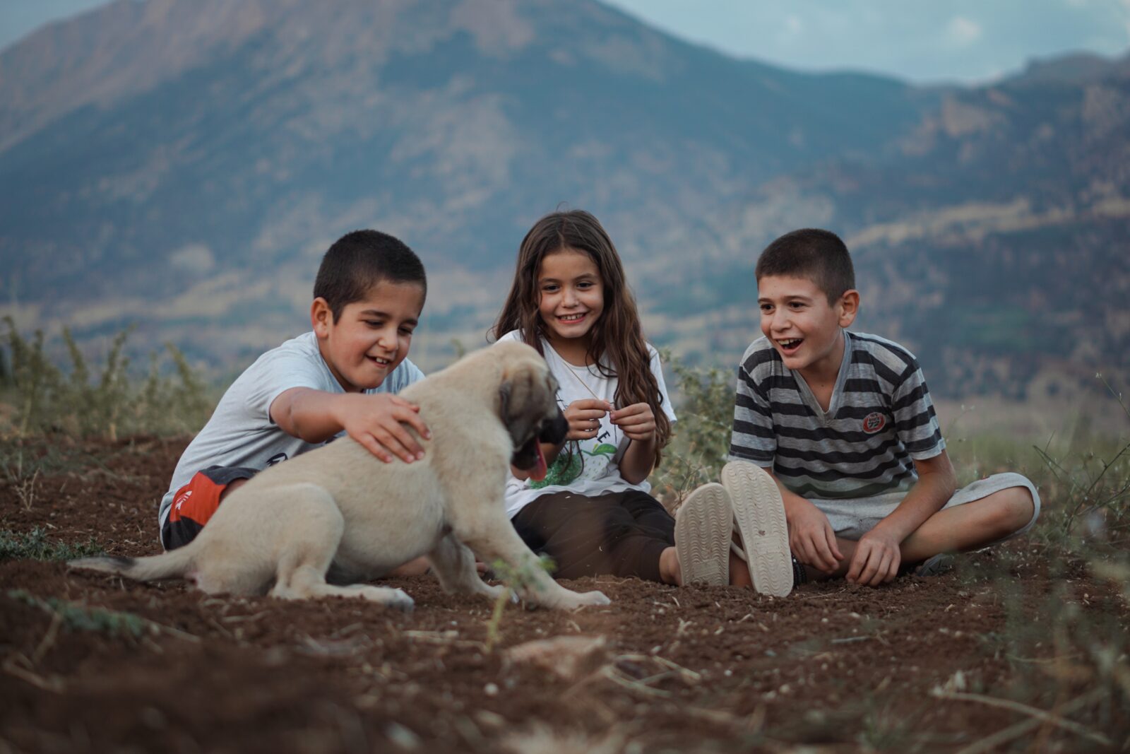 Frequently Asked Questions About Livestock Guardian Dogs