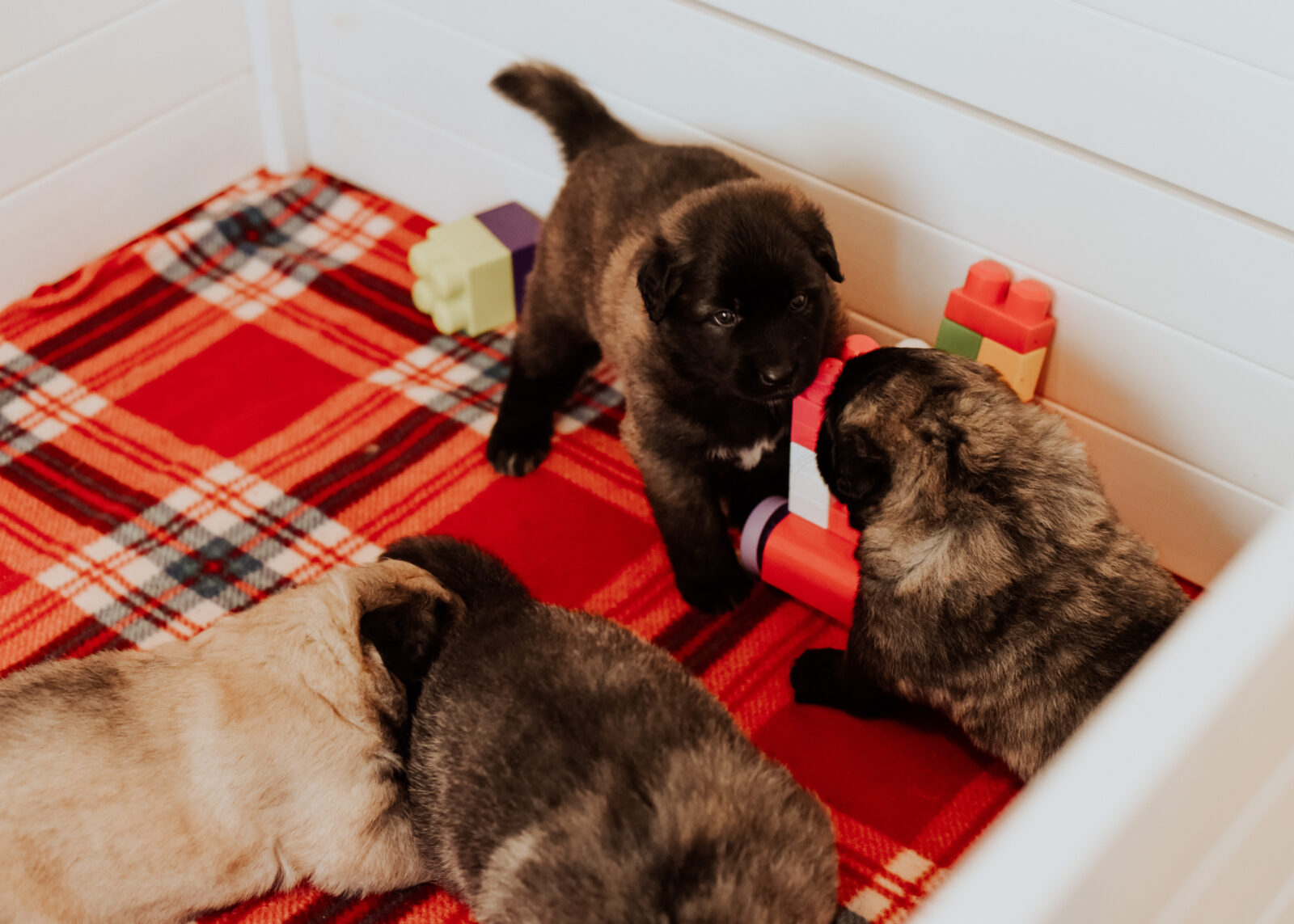 Estrela Mountain Dog Puppy Curriculum