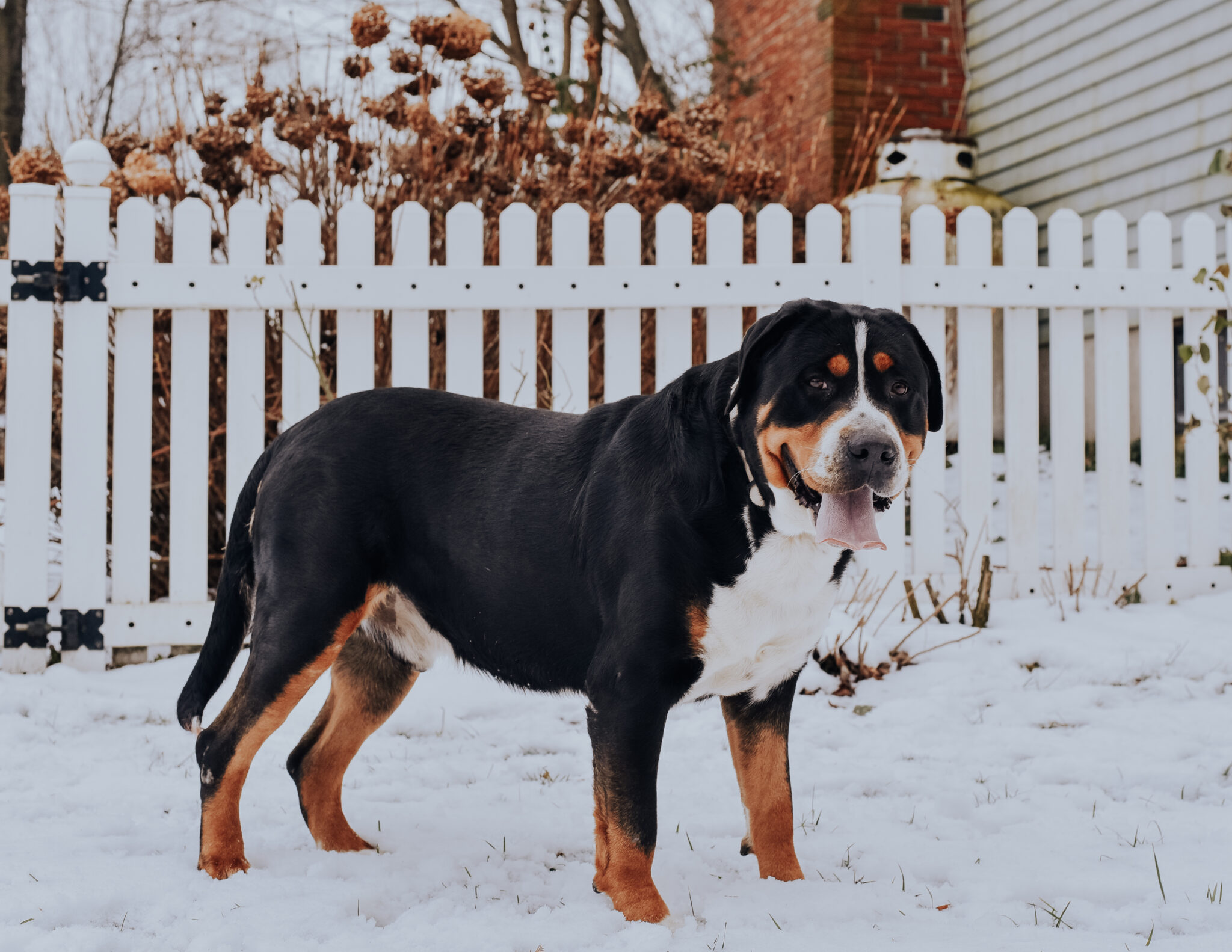 Mountain Dog Breeds: What's the Difference?