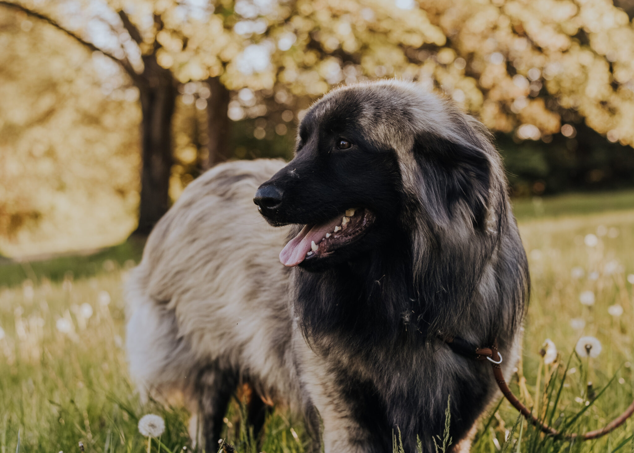 Mountain Dog Breeds: What's the Difference?