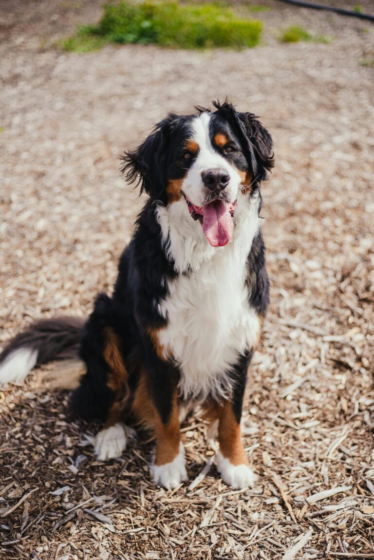 Mountain Dog Breeds: What's the Difference?