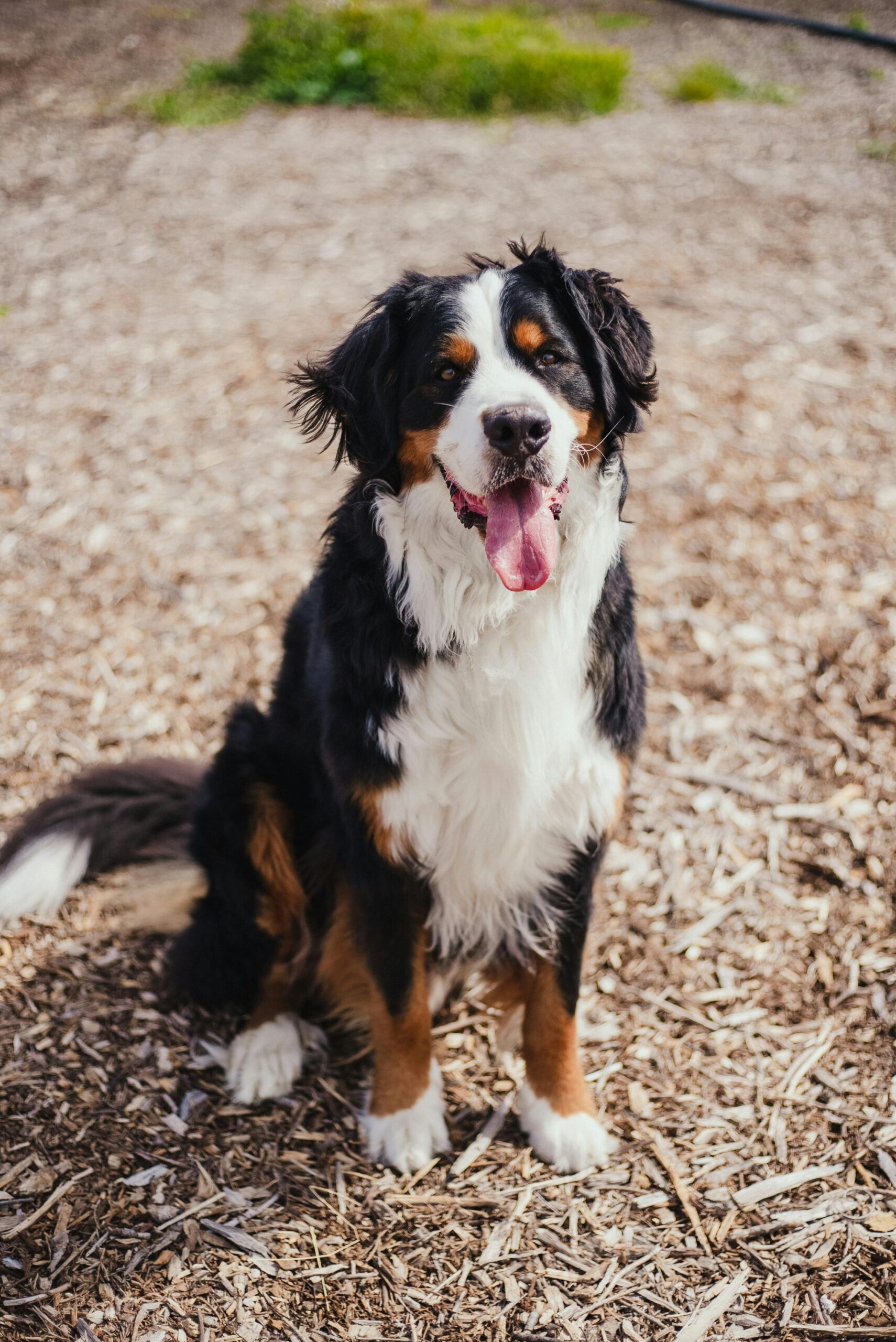 Mountain Dog Breeds: What's the Difference?