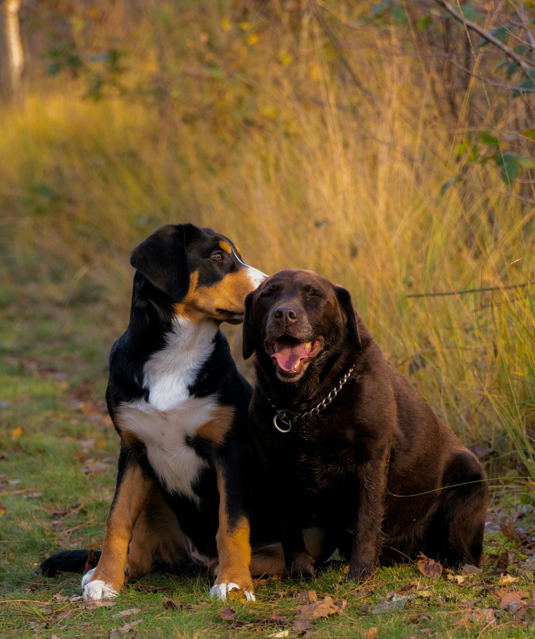 Mountain Dog Breeds: What's the Difference?