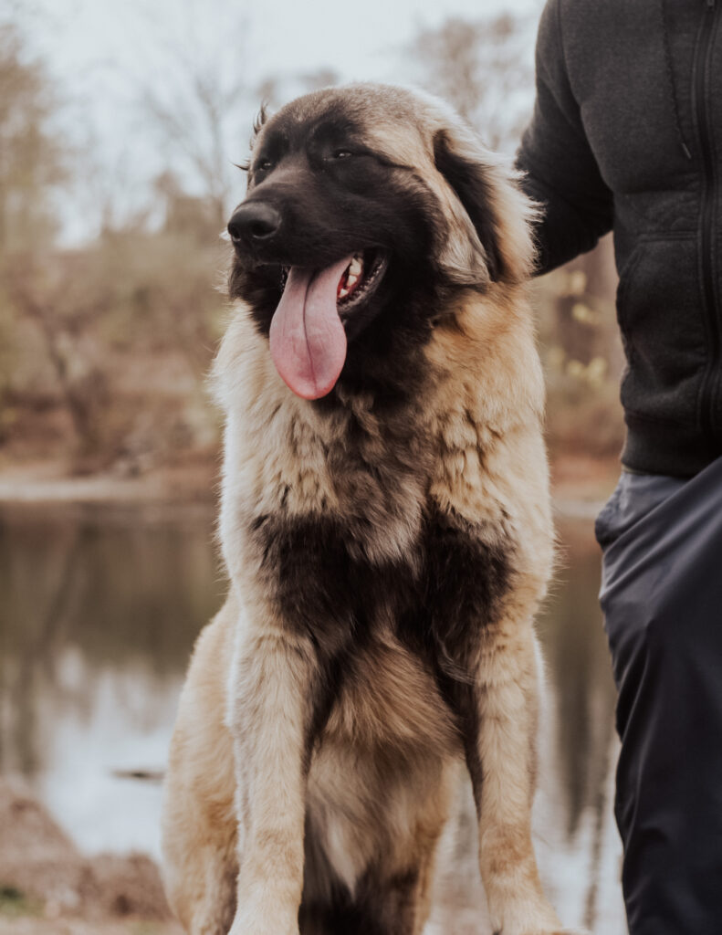 Is the Estrela Mountain Dog Right for You?