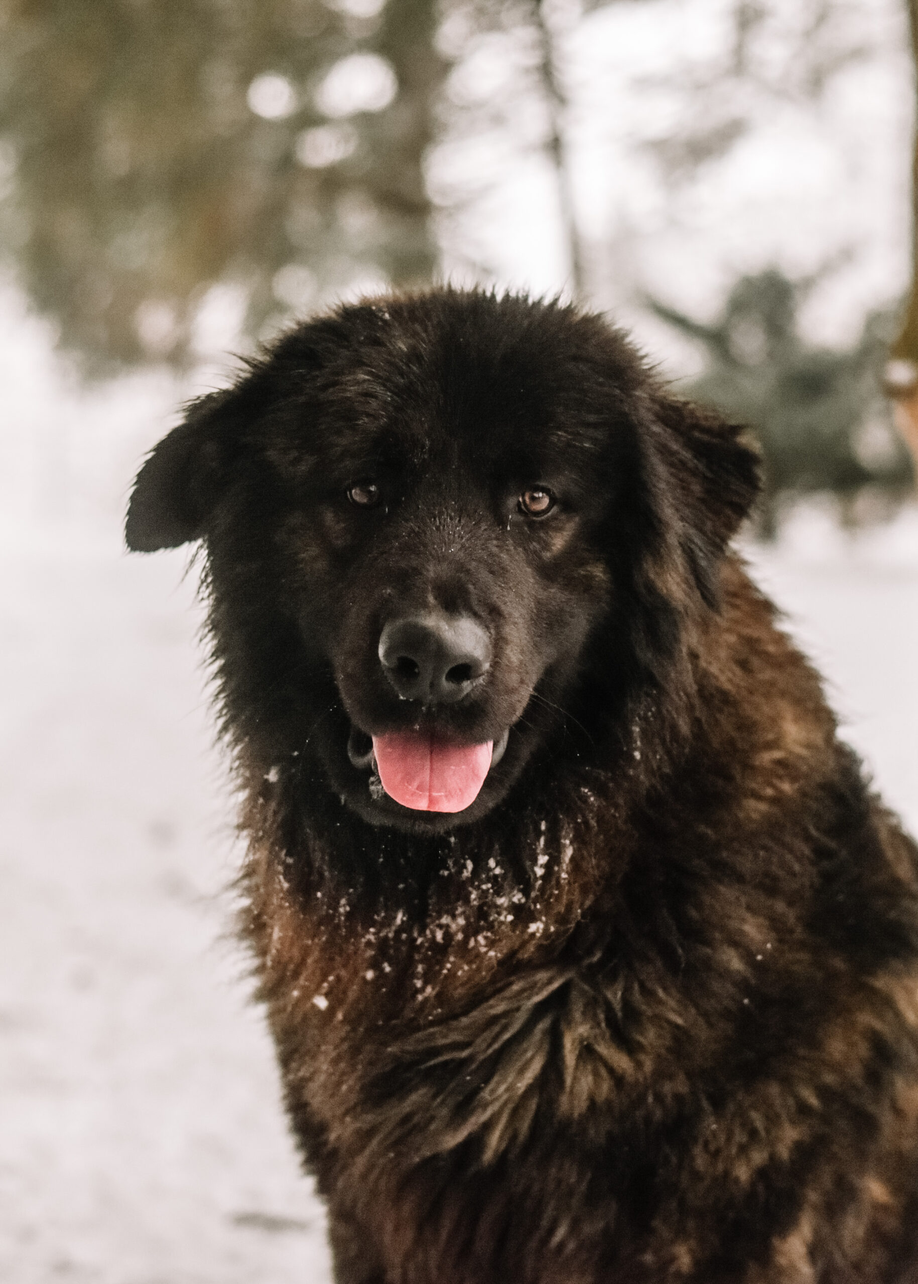 Are Estrela Mountain Dogs Aggressive?