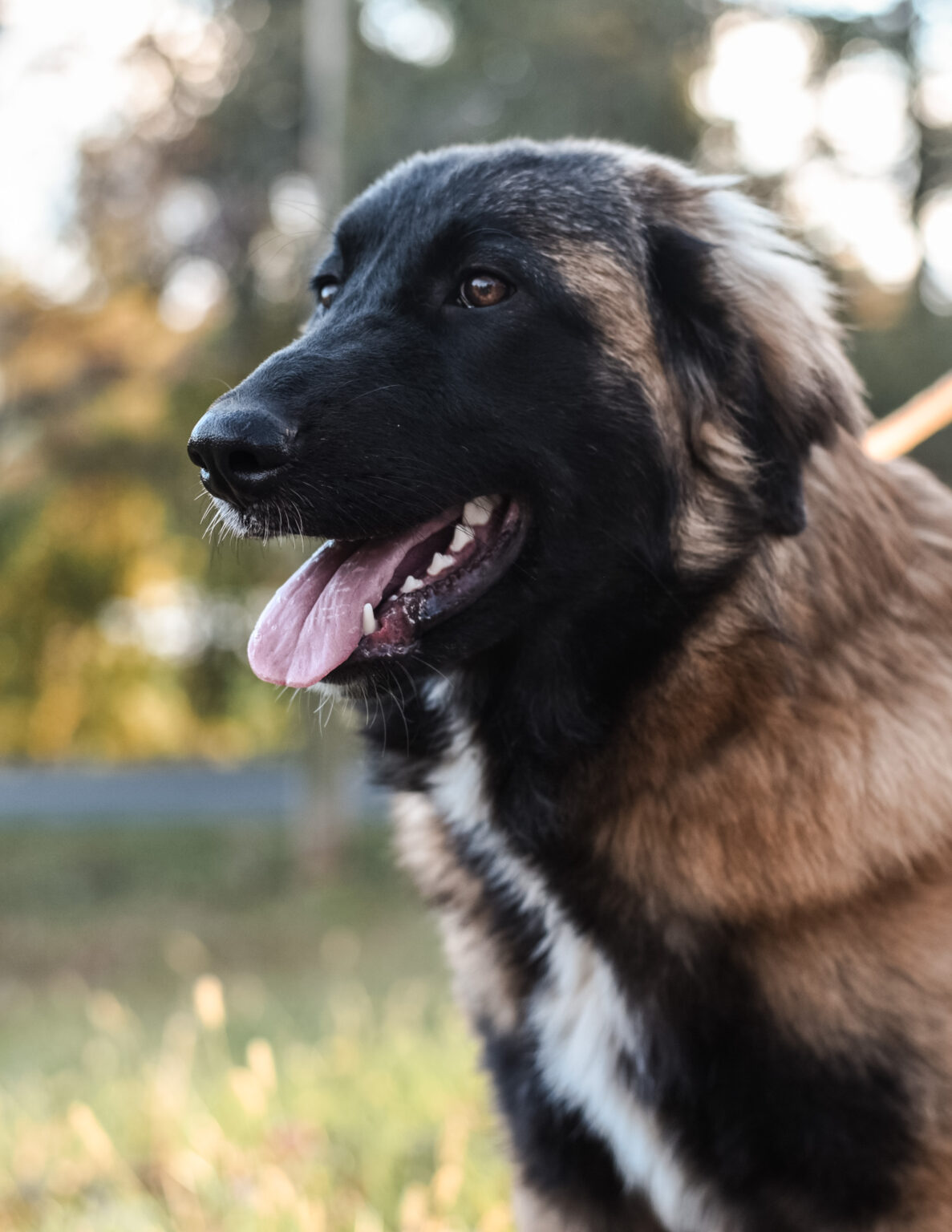 Companion vs Livestock Guardian Estrela Mountain Dogs