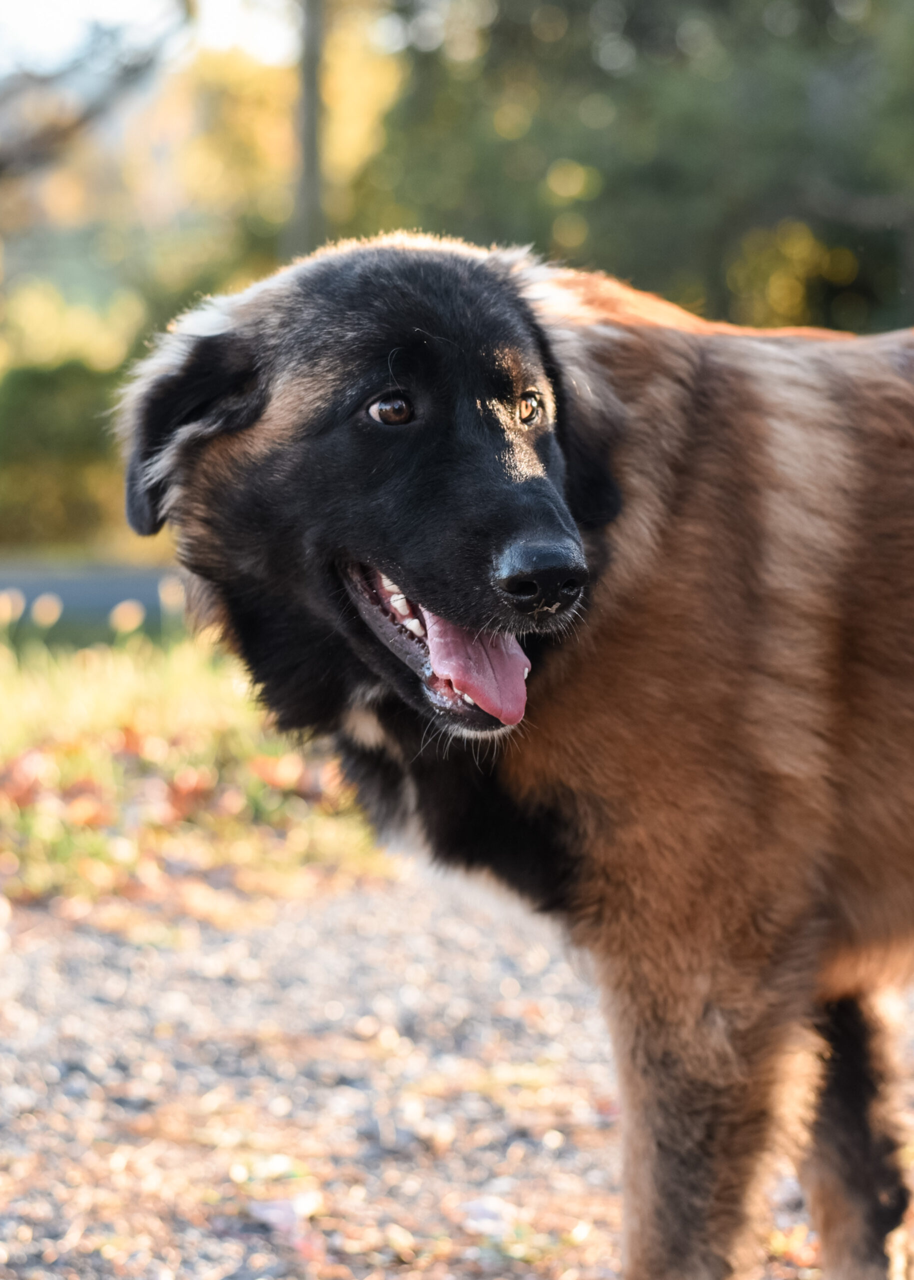 Are Estrela Mountain Dogs Good for First-Time Owners?