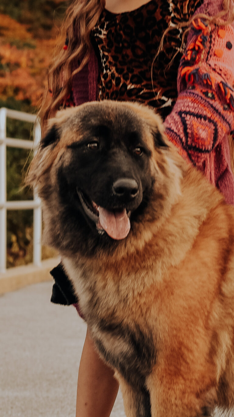 Estrela Mountain Dog Barking: What’s Normal & Management